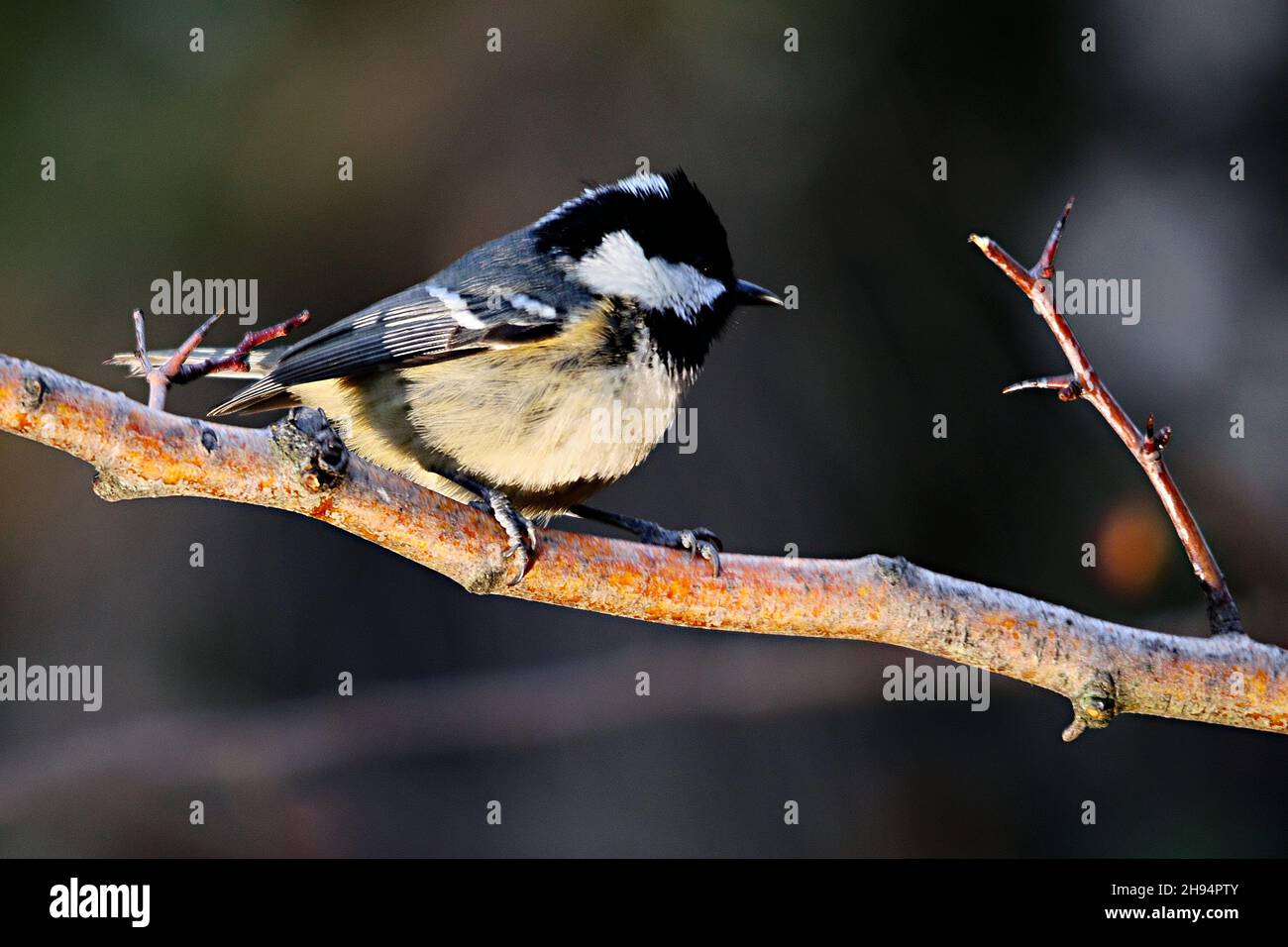 Periparus ater - The Chickadee, a passerine bird of the Paridae family ...