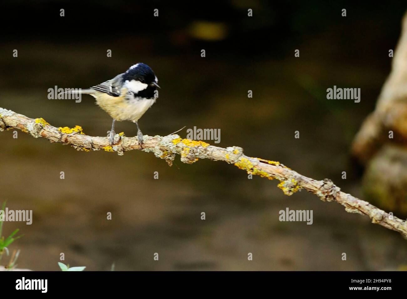 Periparus ater - The Chickadee, a passerine bird of the Paridae family ...