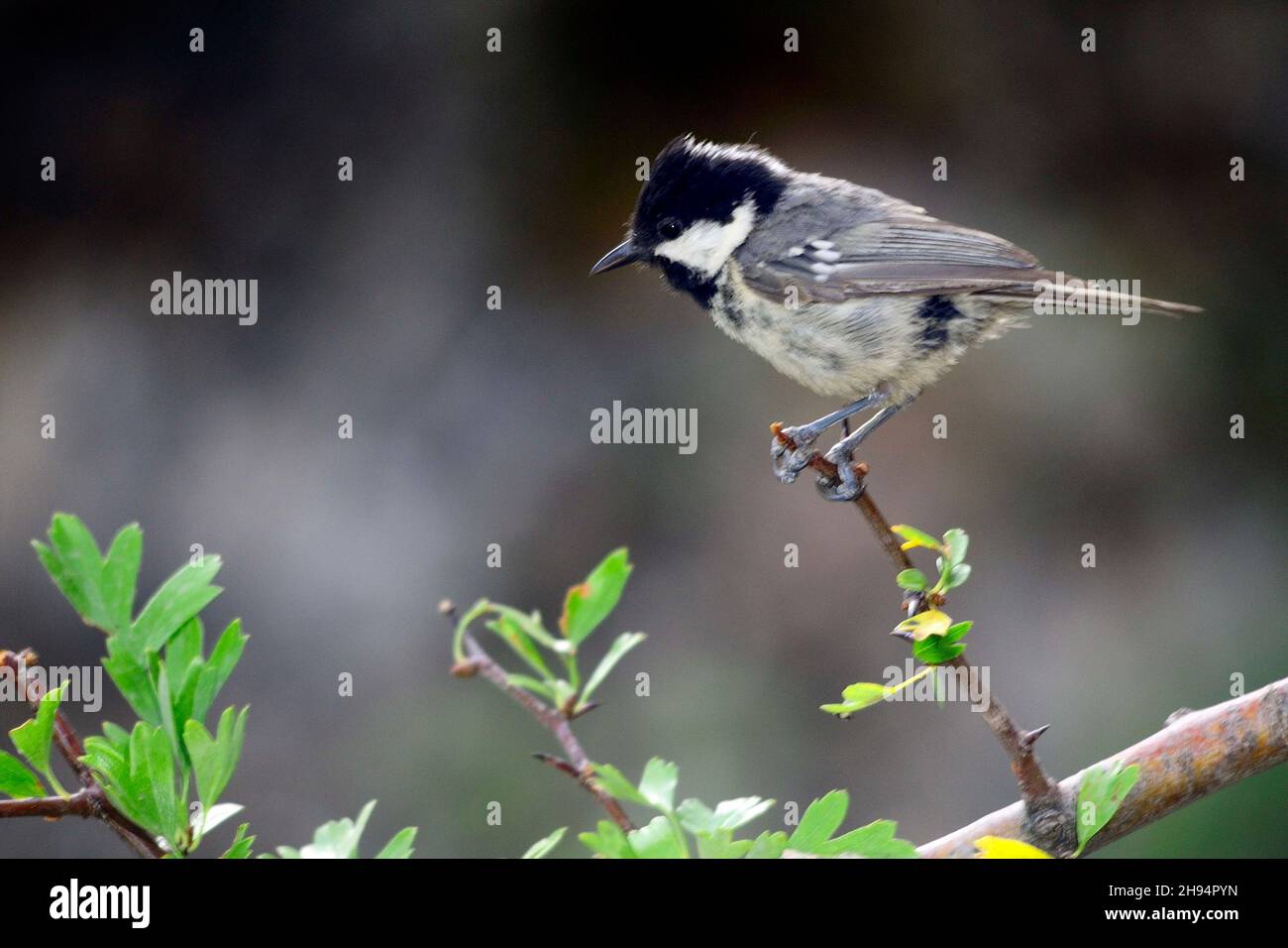 Periparus ater - The Chickadee, a passerine bird of the Paridae family ...