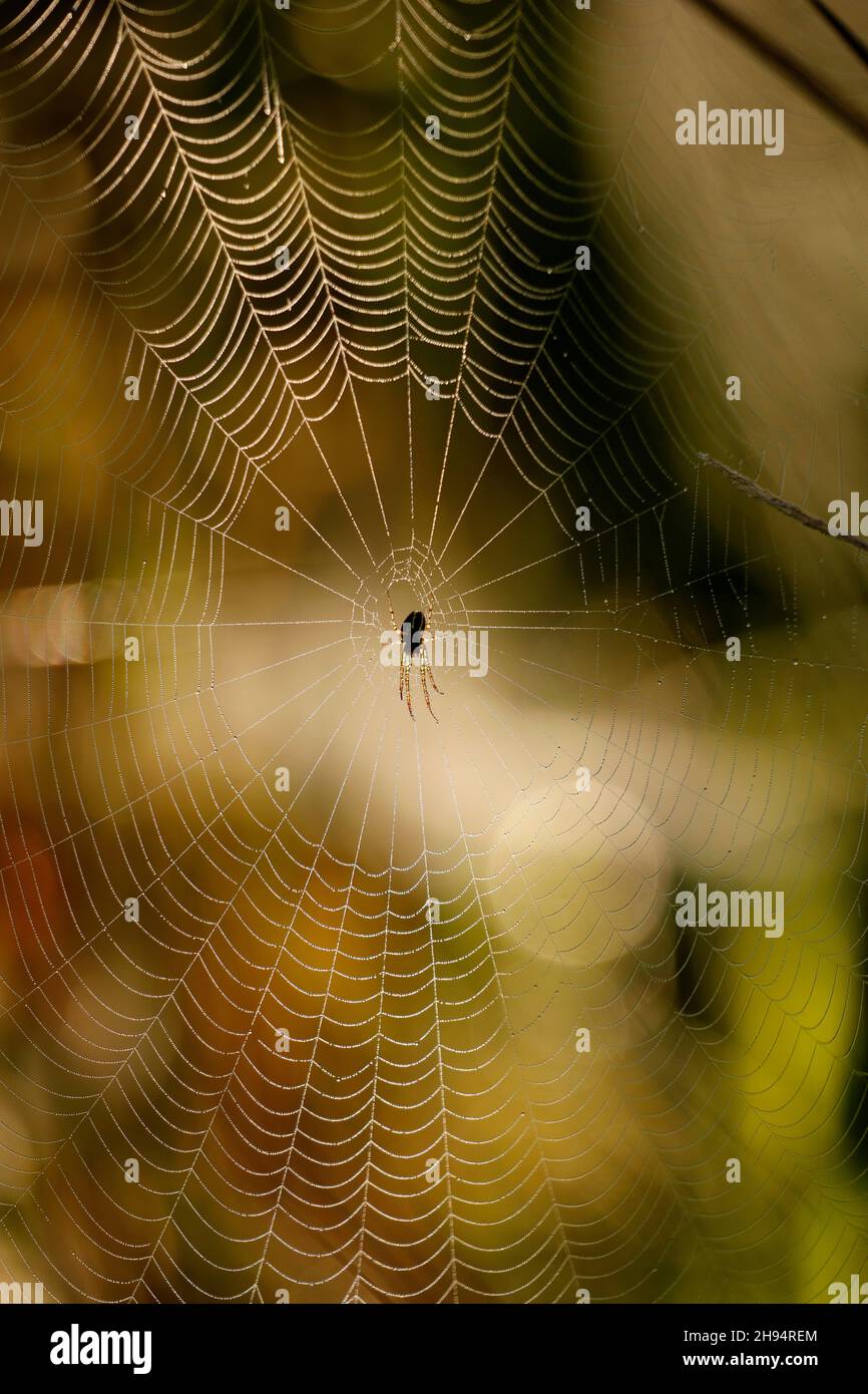 Orb Web Spider Stock Photo - Alamy