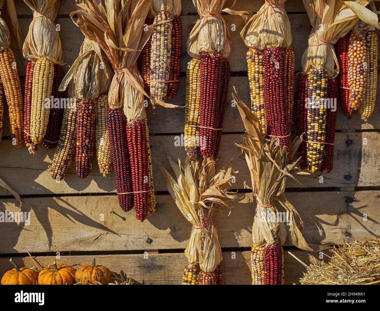 Dried corn, sometimes called "Indian corn," on display at a farm shop ...