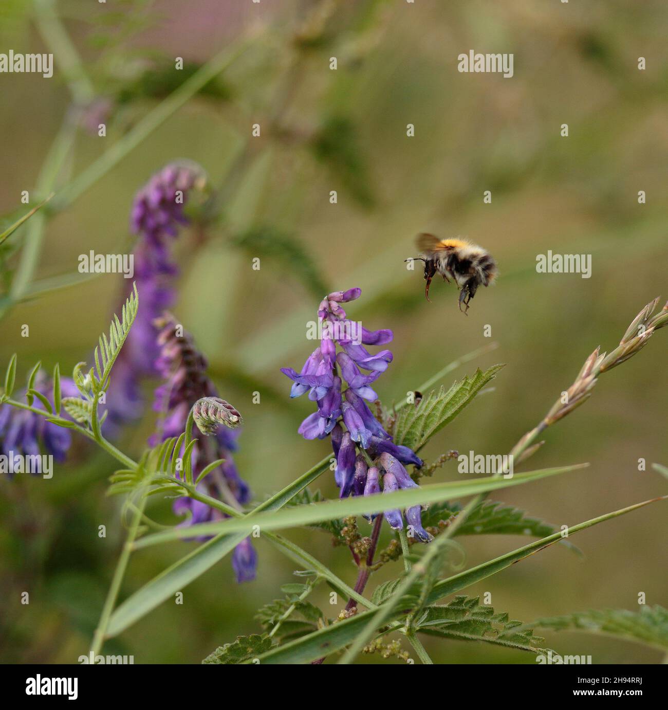 Bumblebee foraging among Vetch Stock Photo - Alamy
