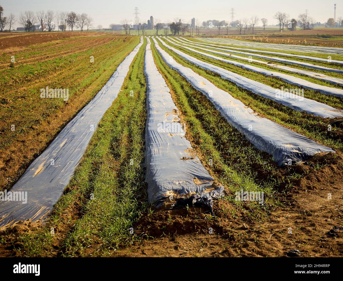 Plasticulture hi-res stock photography and images - Alamy