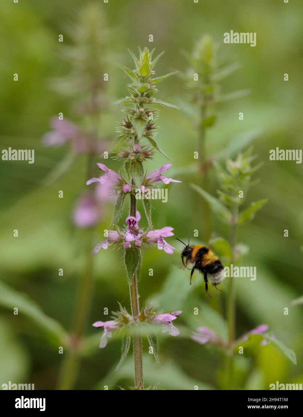 Bumblebee foraging hi-res stock photography and images - Alamy