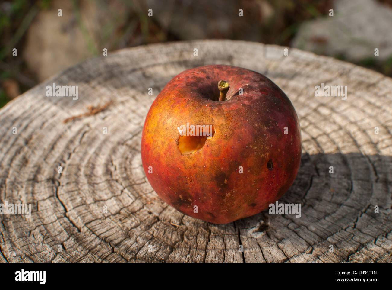Pecked fruit hi-res stock photography and images - Alamy
