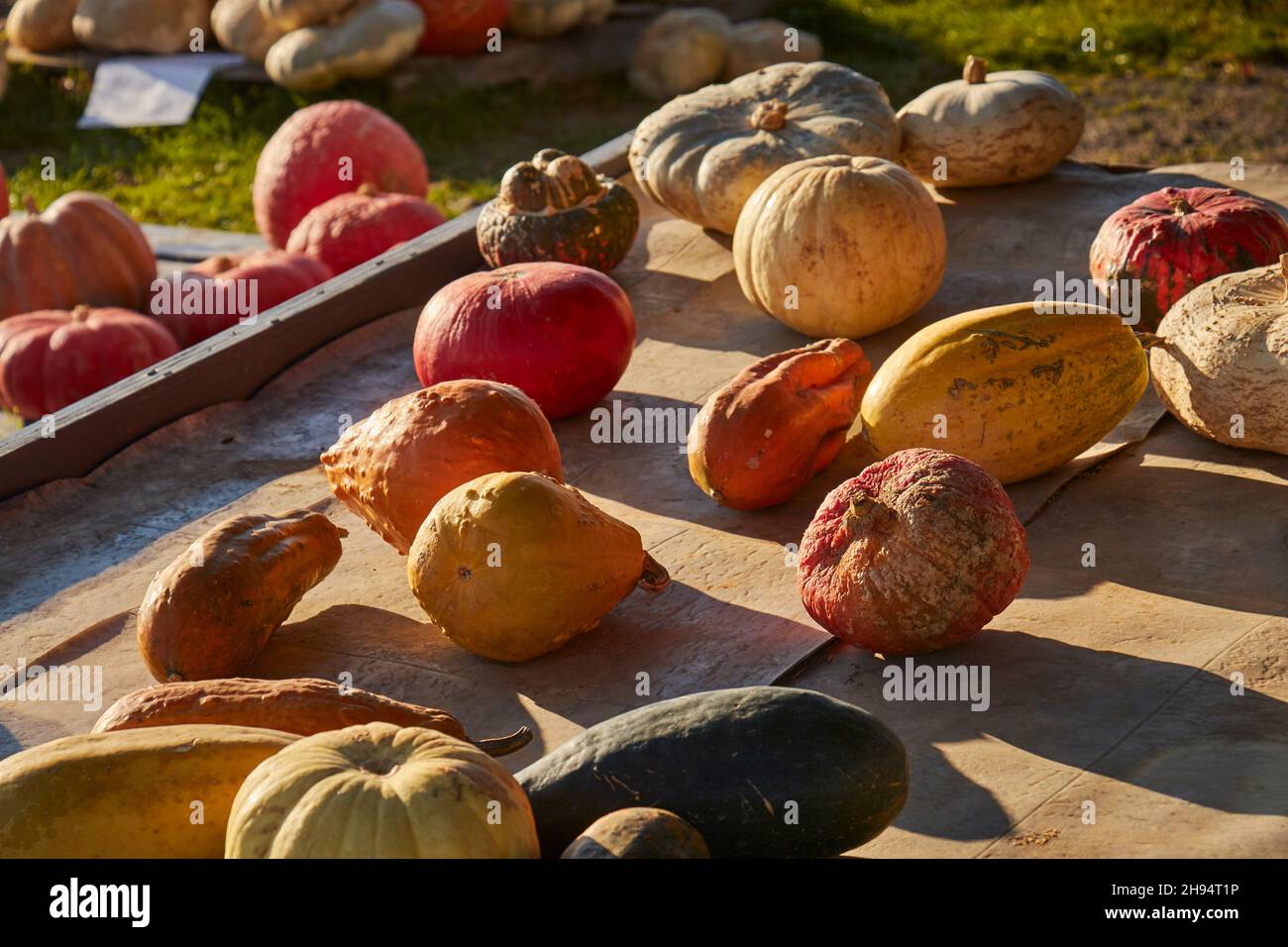 Winter squashes - sometimes called marrow - on display at a farmer's ...