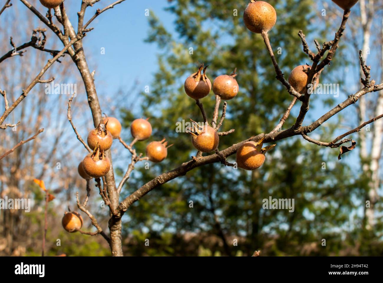 Tree branch raw medlar hi-res stock photography and images - Alamy