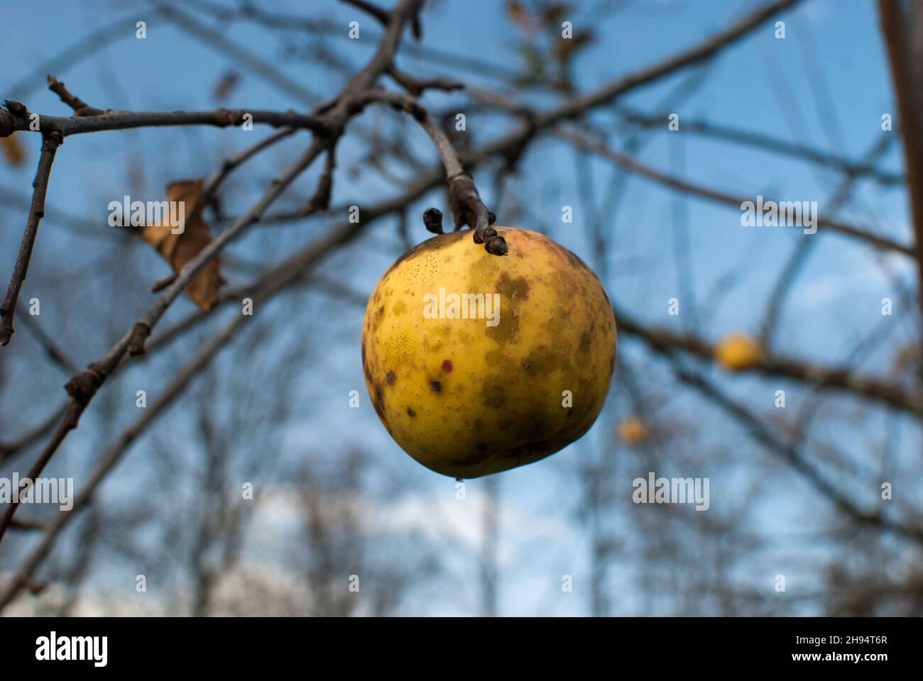 Pecked fruit hi-res stock photography and images - Alamy