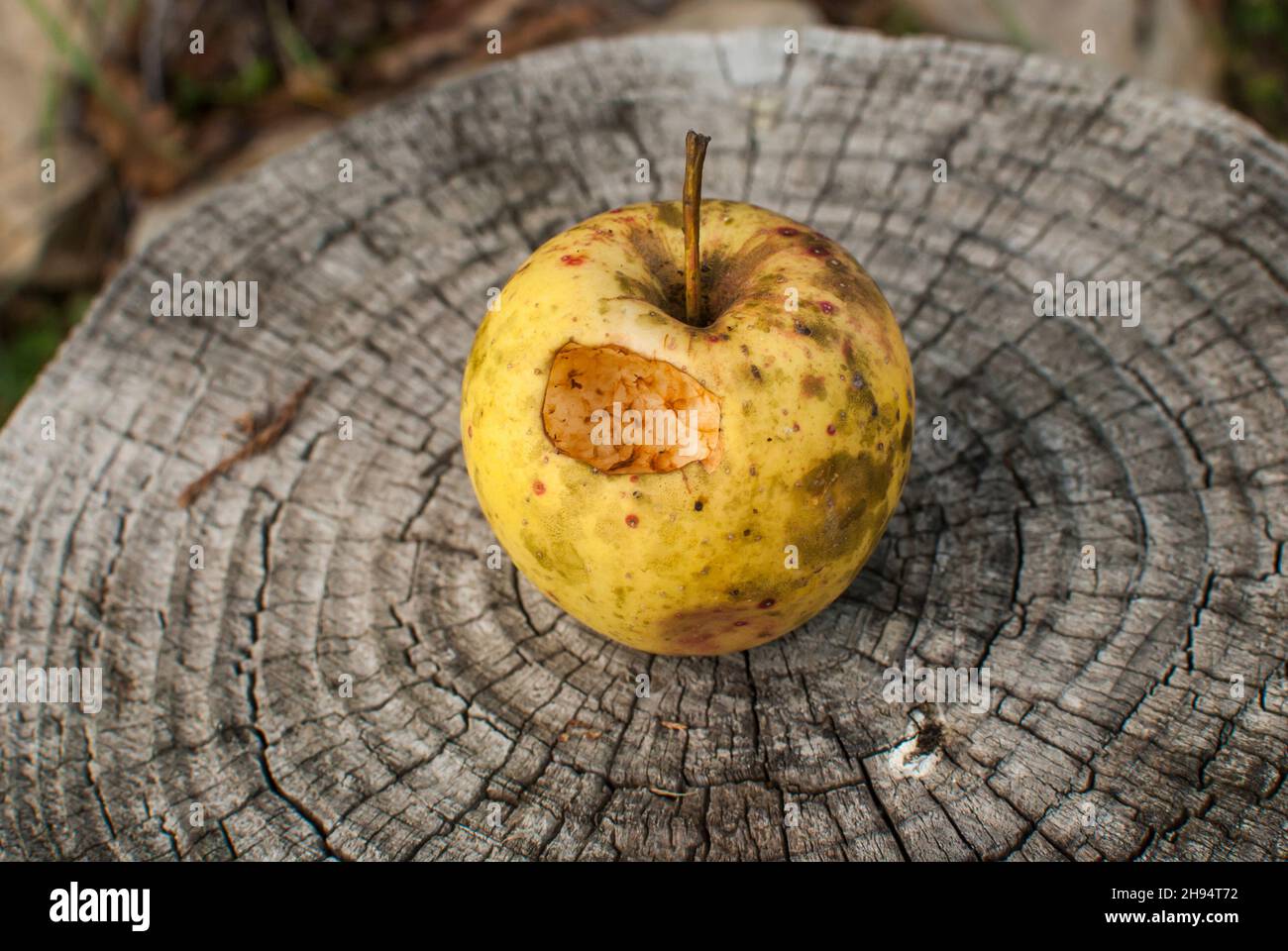 Pecked fruit hi-res stock photography and images - Alamy