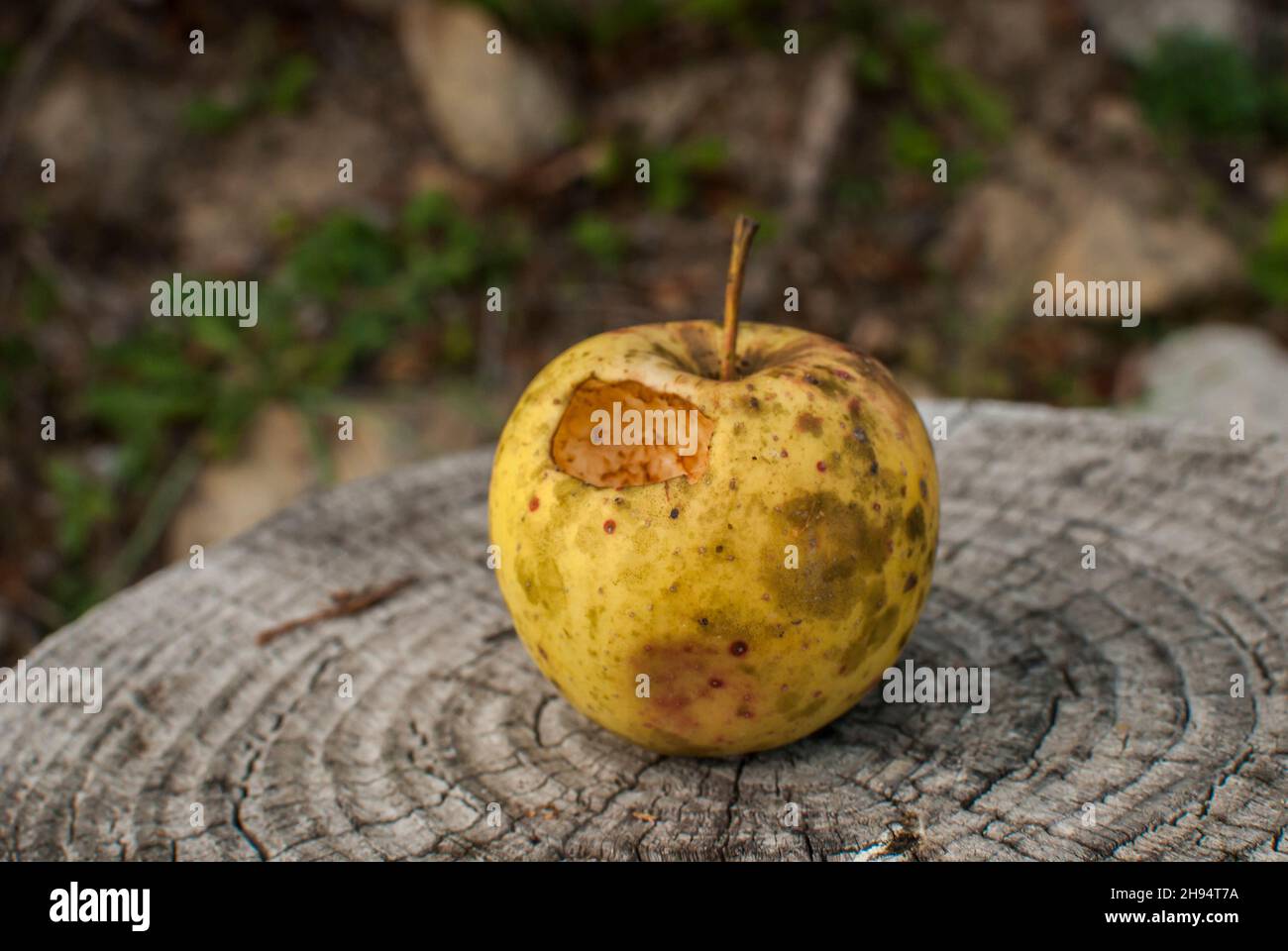 Pecked fruit hi-res stock photography and images - Alamy