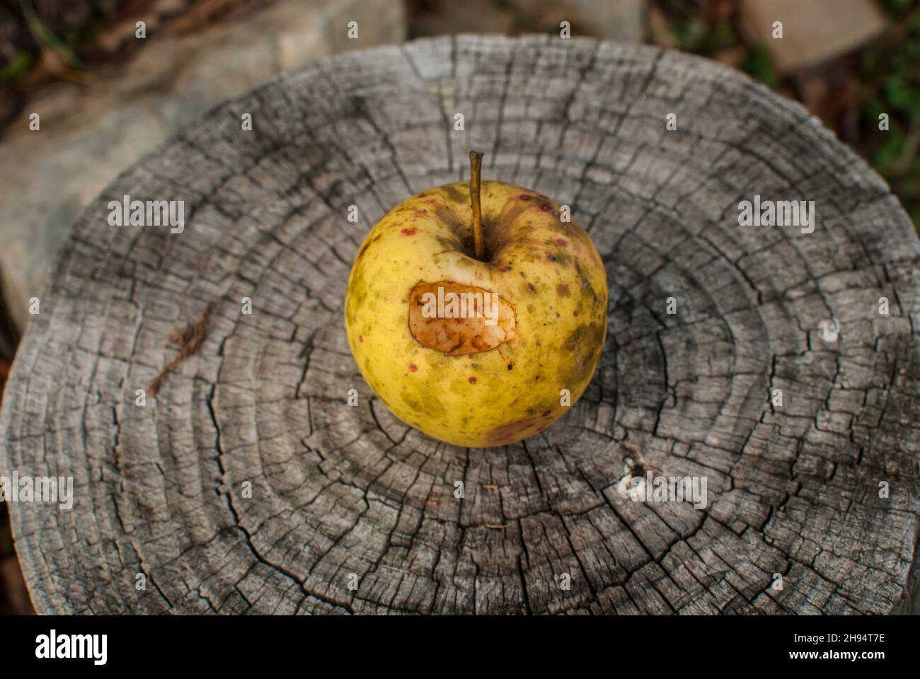 Pecked fruit hi-res stock photography and images - Alamy