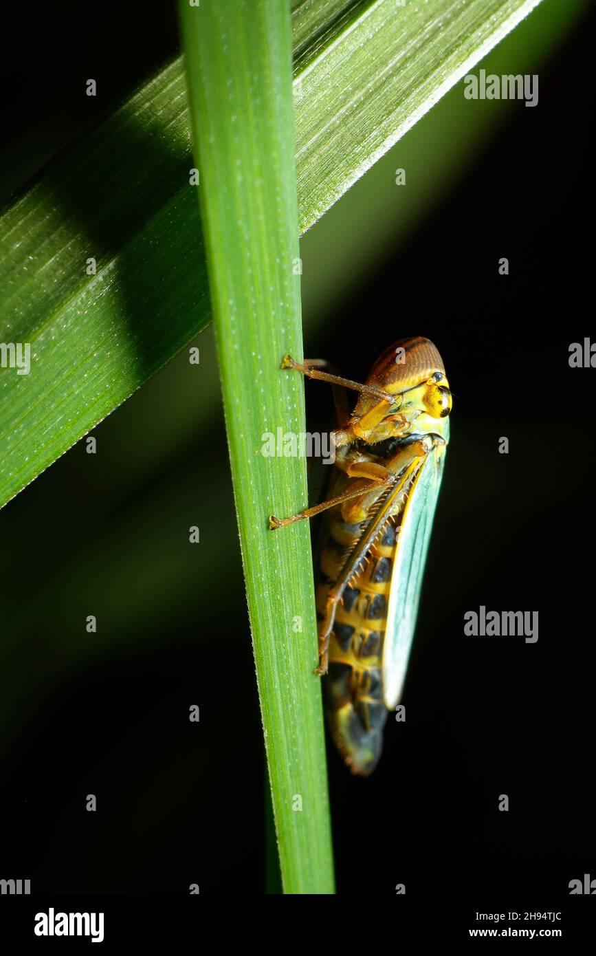 Irish grasshoppers hi-res stock photography and images - Alamy