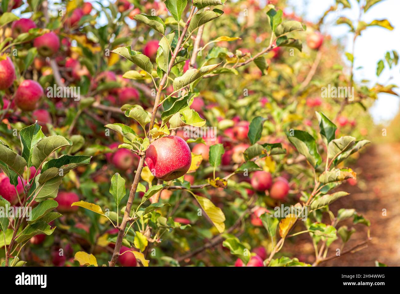 An orchard with apple trees strewn with ripe apples. Harvest. Golan ...