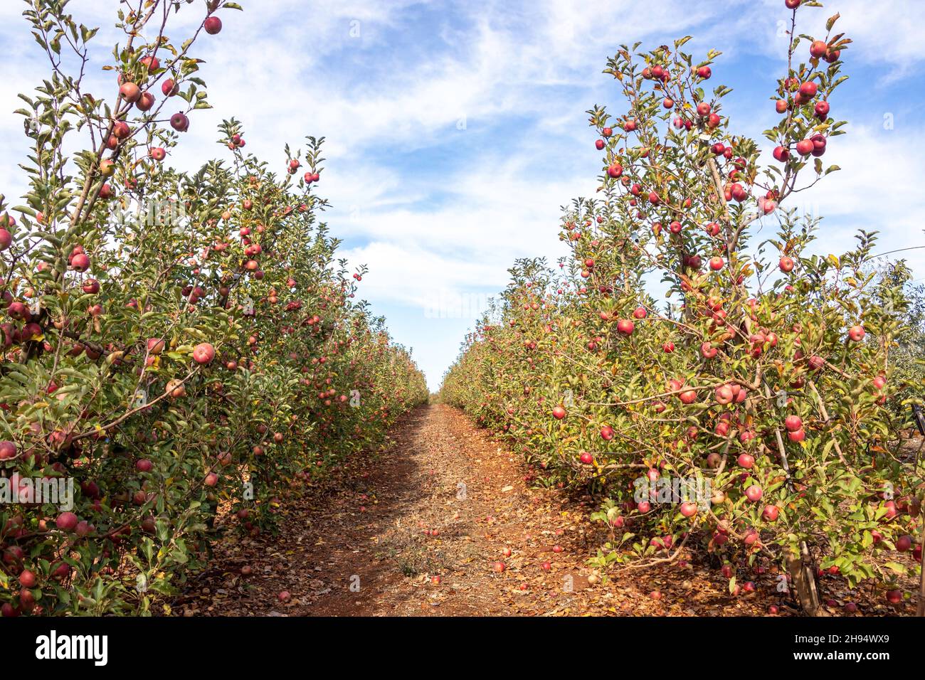 An orchard with apple trees strewn with ripe apples. Harvest. Golan ...