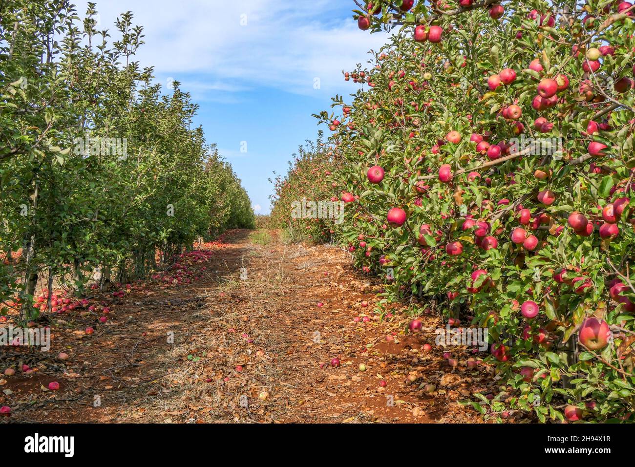 An orchard with apple trees strewn with ripe apples. Harvest. Golan ...