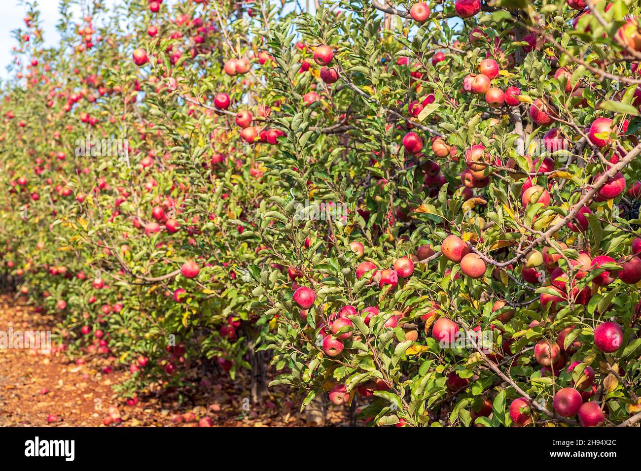 An orchard with apple trees strewn with ripe apples. Harvest. Golan ...
