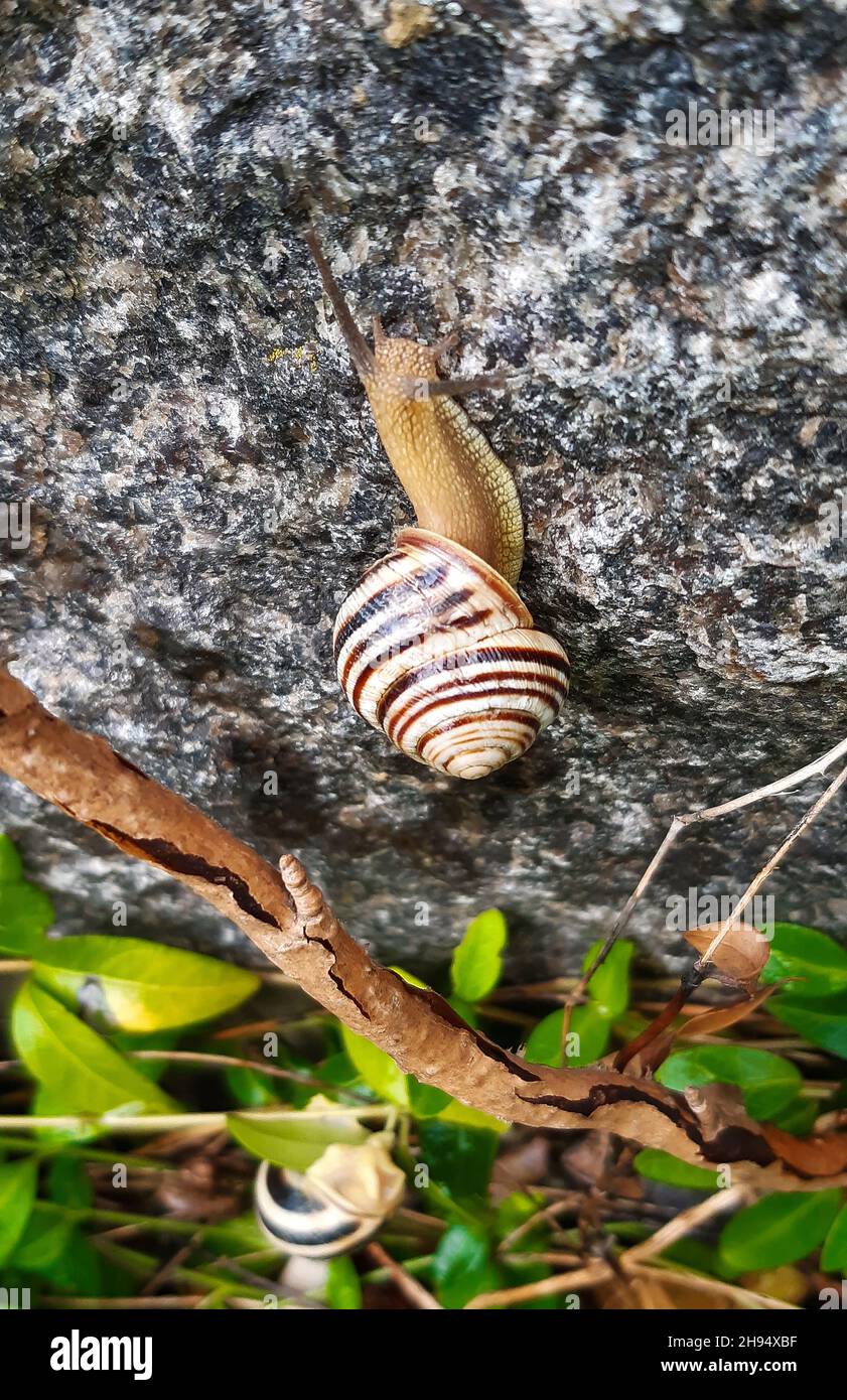Two snails are crawling along a stone wall with climbing plants. One is ...