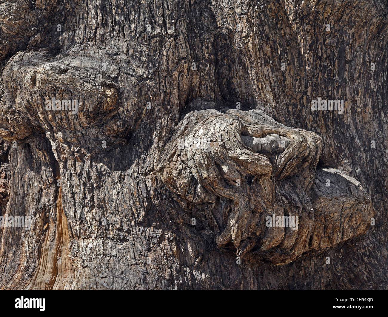 Texture of a huge tree trunk in the area of Atacama desert, northern ...
