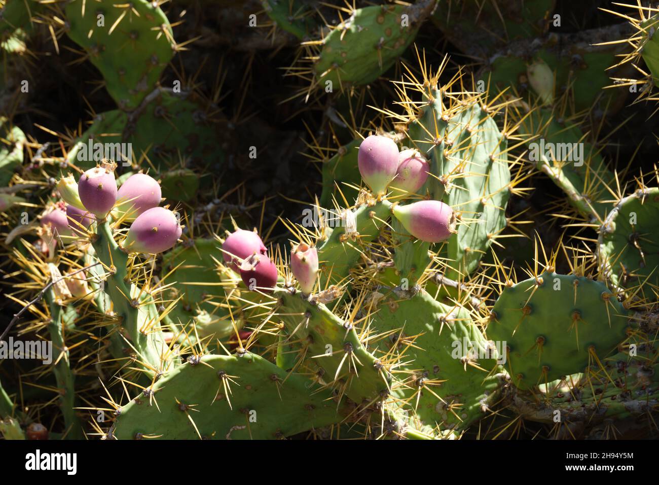 Closeup shot of purple prickly pear cactus with long spikes Stock Photo ...