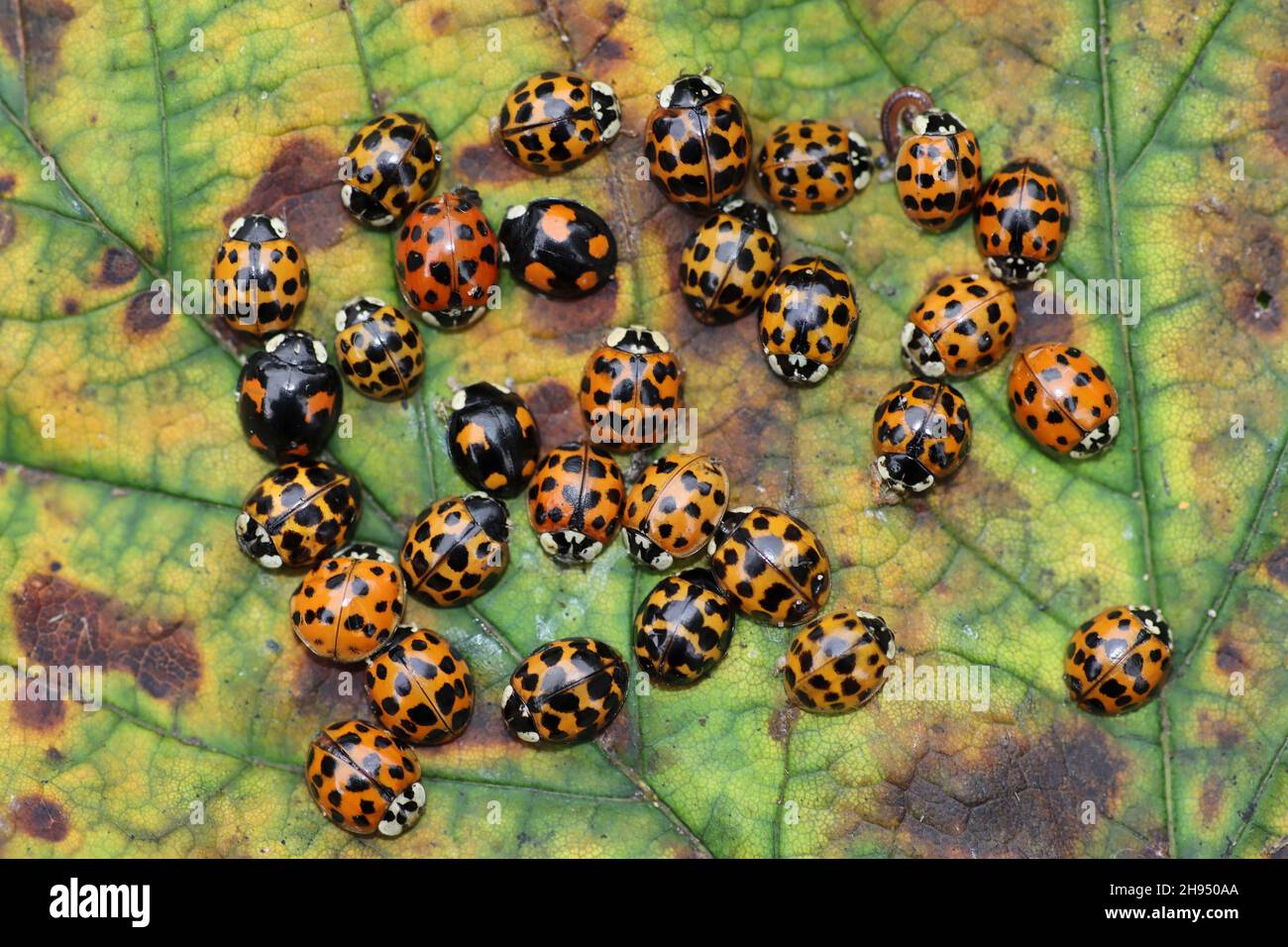 Harlequin Ladybirds Harmonia axyridis Stock Photo - Alamy
