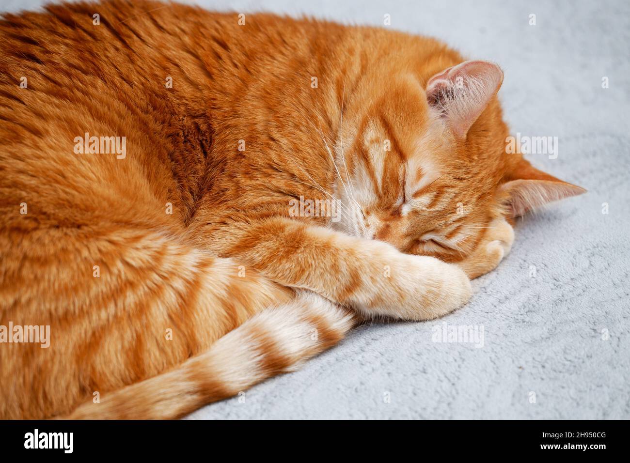 Ginger cat sleeping on bed hi-res stock photography and images - Alamy