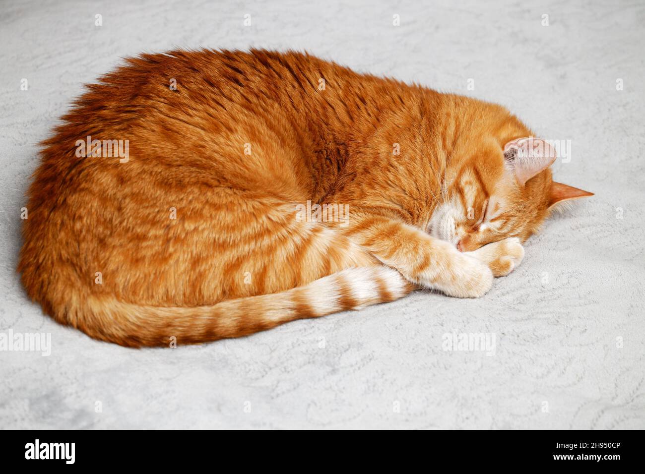 Ginger cat sleeping on bed hi-res stock photography and images - Alamy