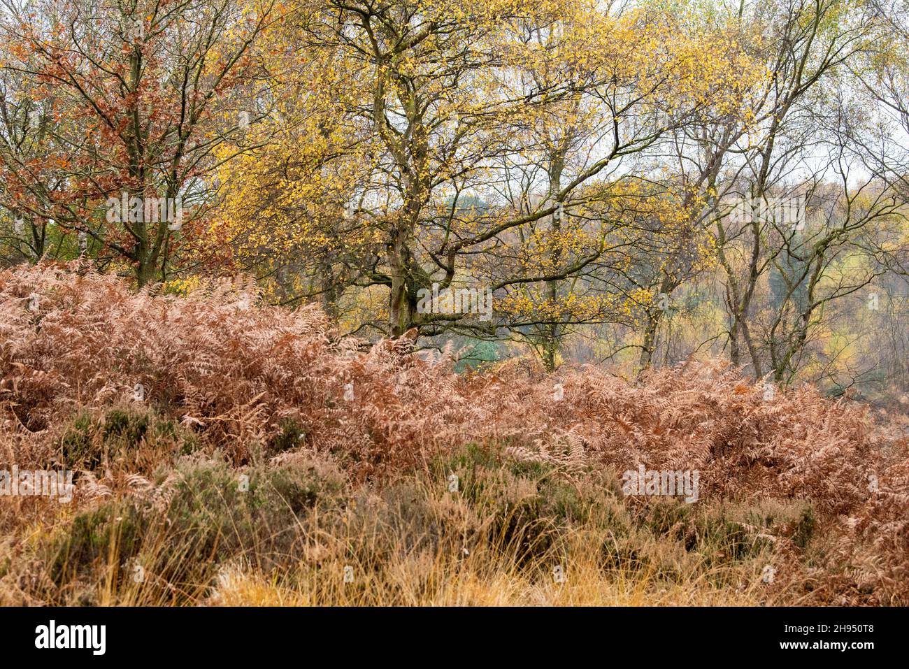 Rainworth hi-res stock photography and images - Alamy