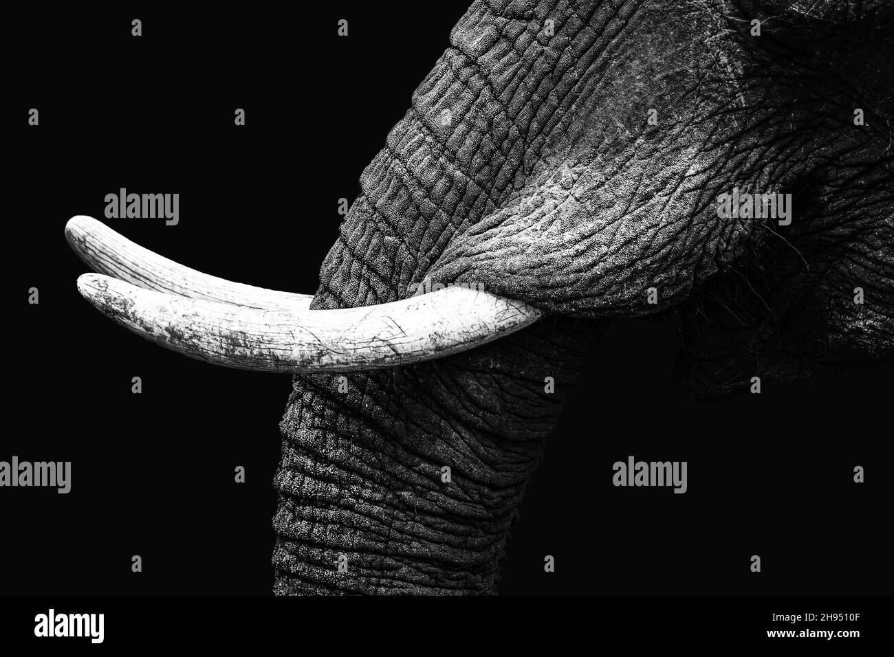 Close up photo of an elephant hi-res stock photography and images - Alamy