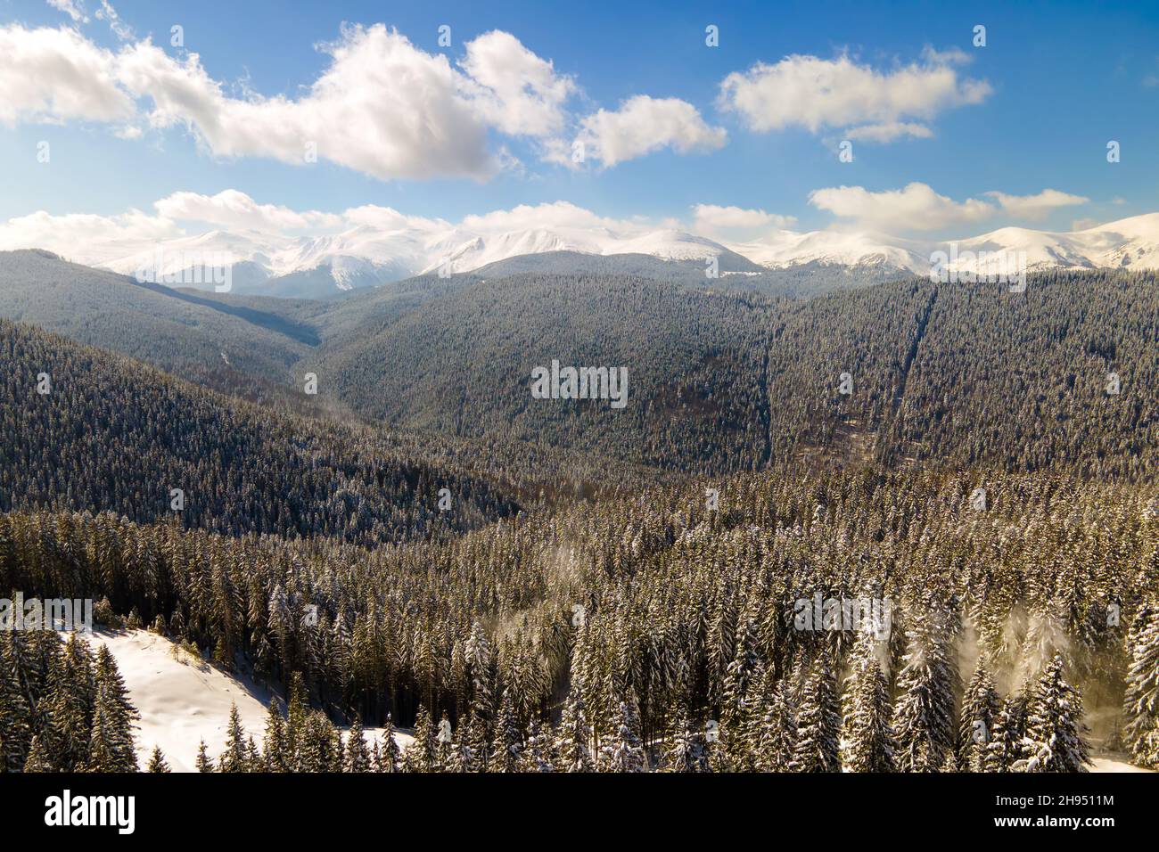 Bright winter landscape with pine trees covered with fresh fallen snow ...
