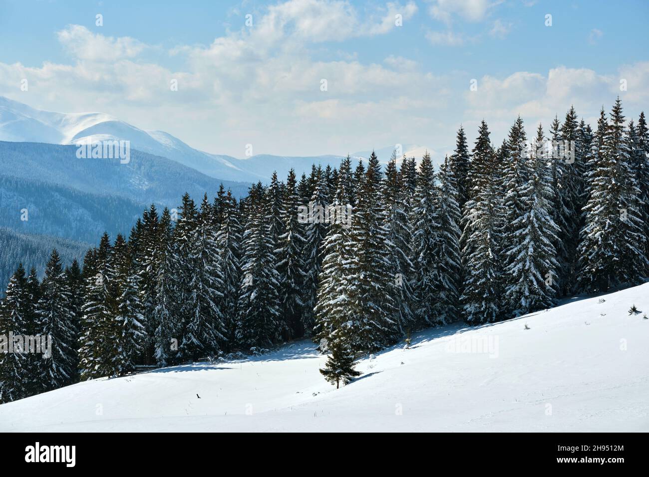 Bright winter landscape with pine trees covered with fresh fallen snow ...