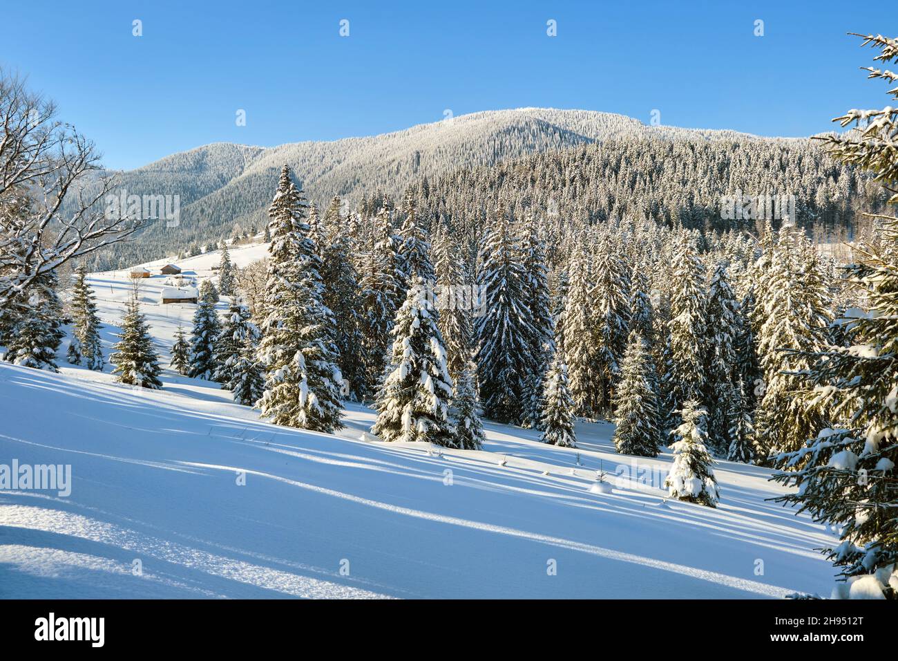 Bright winter landscape with pine trees covered with fresh fallen snow ...