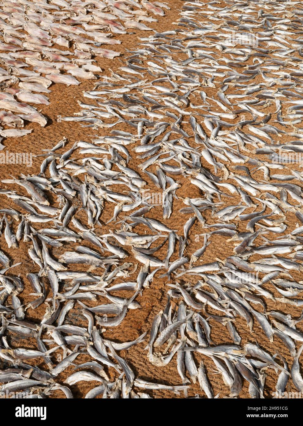Close up of dry fish in Sri Lanka Stock Photo - Alamy