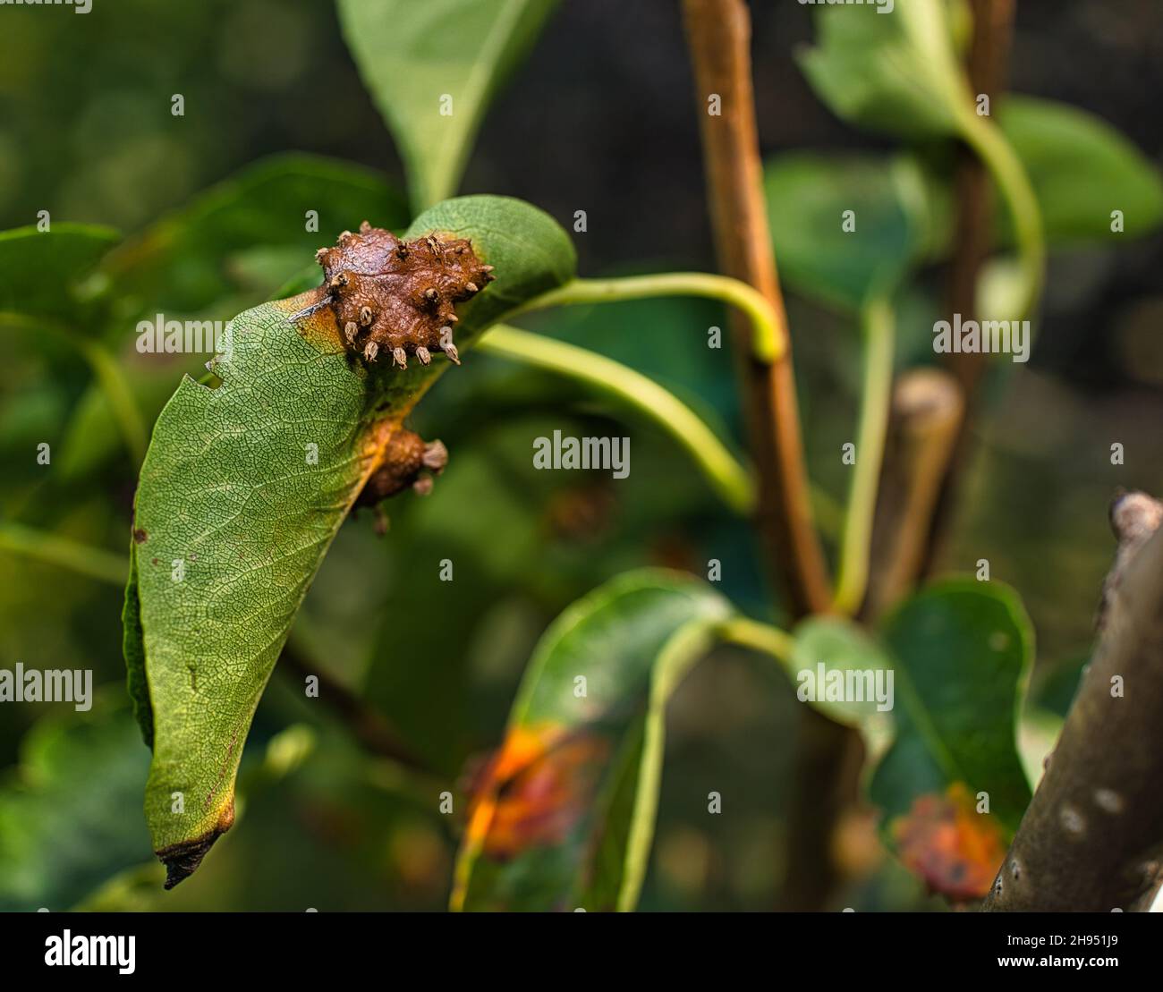 Strange leaf disease symptoms on pear leaf Stock Photo - Alamy