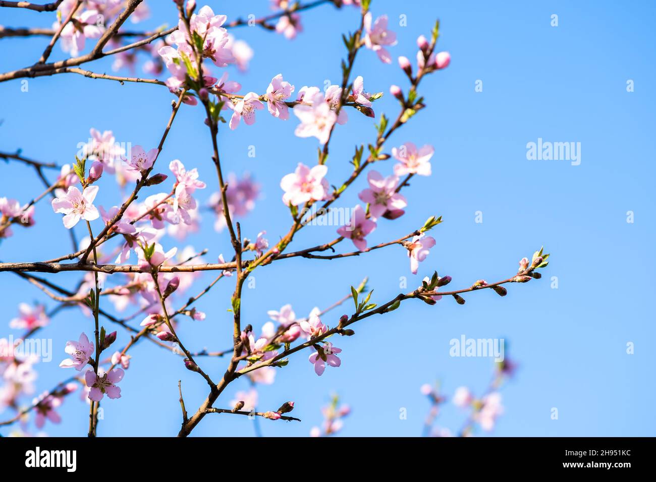 Fruit tree twigs with blooming white and pink petal flowers in spring ...