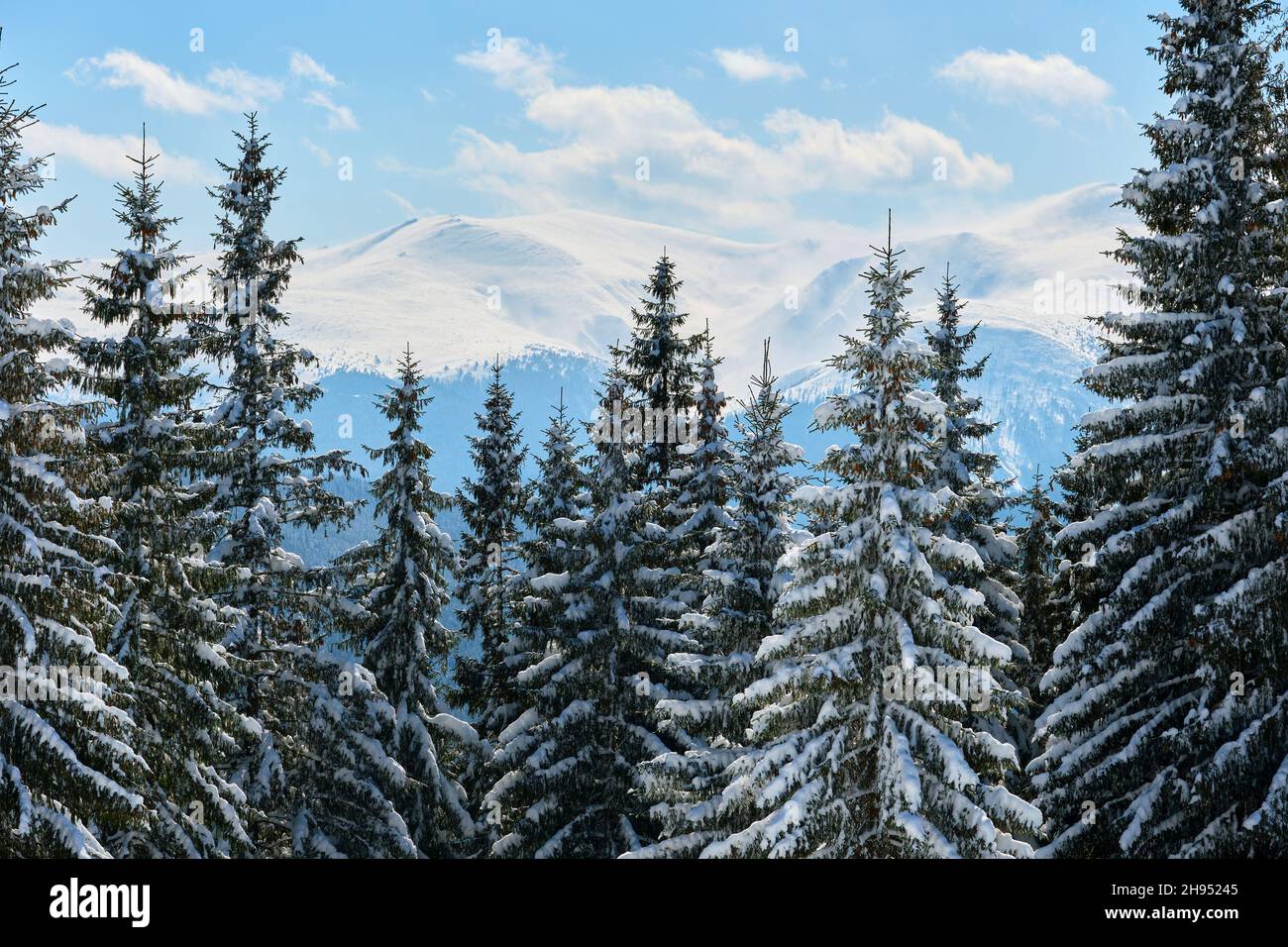 Pine trees covered with fresh fallen snow in winter mountain forest on ...