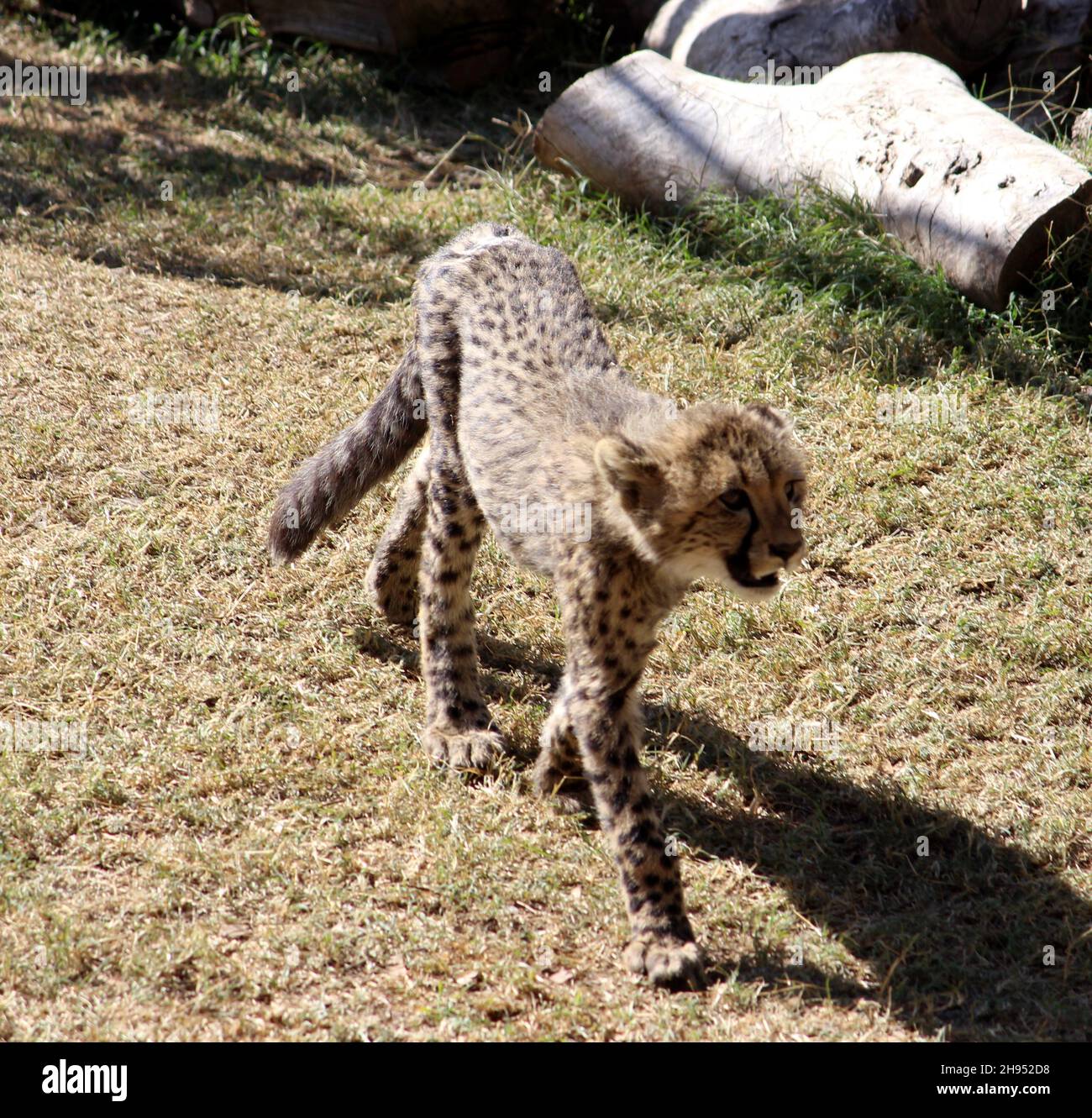 Malar stripes hi-res stock photography and images - Alamy
