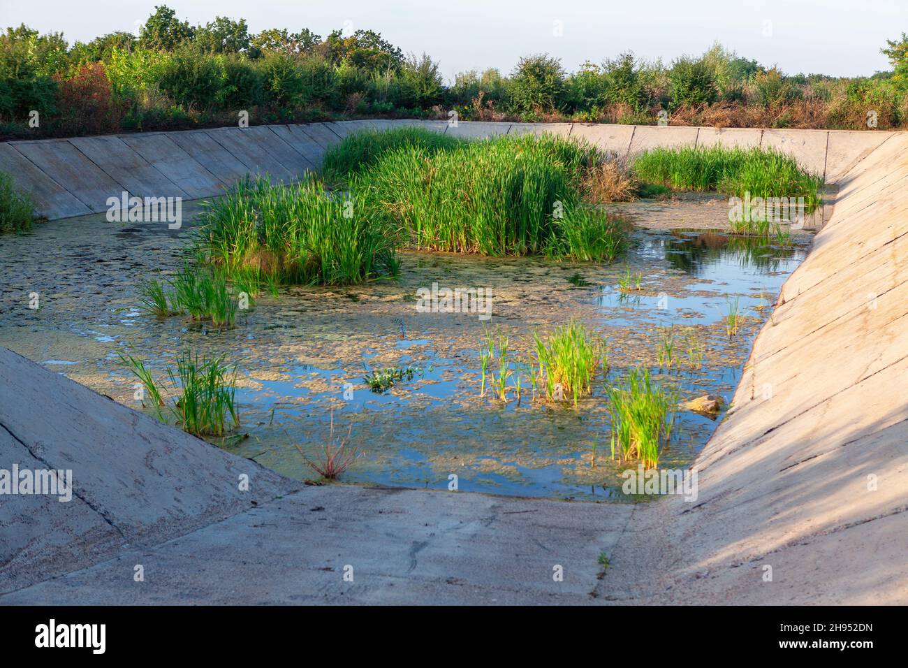 Dried water reed hi-res stock photography and images - Alamy