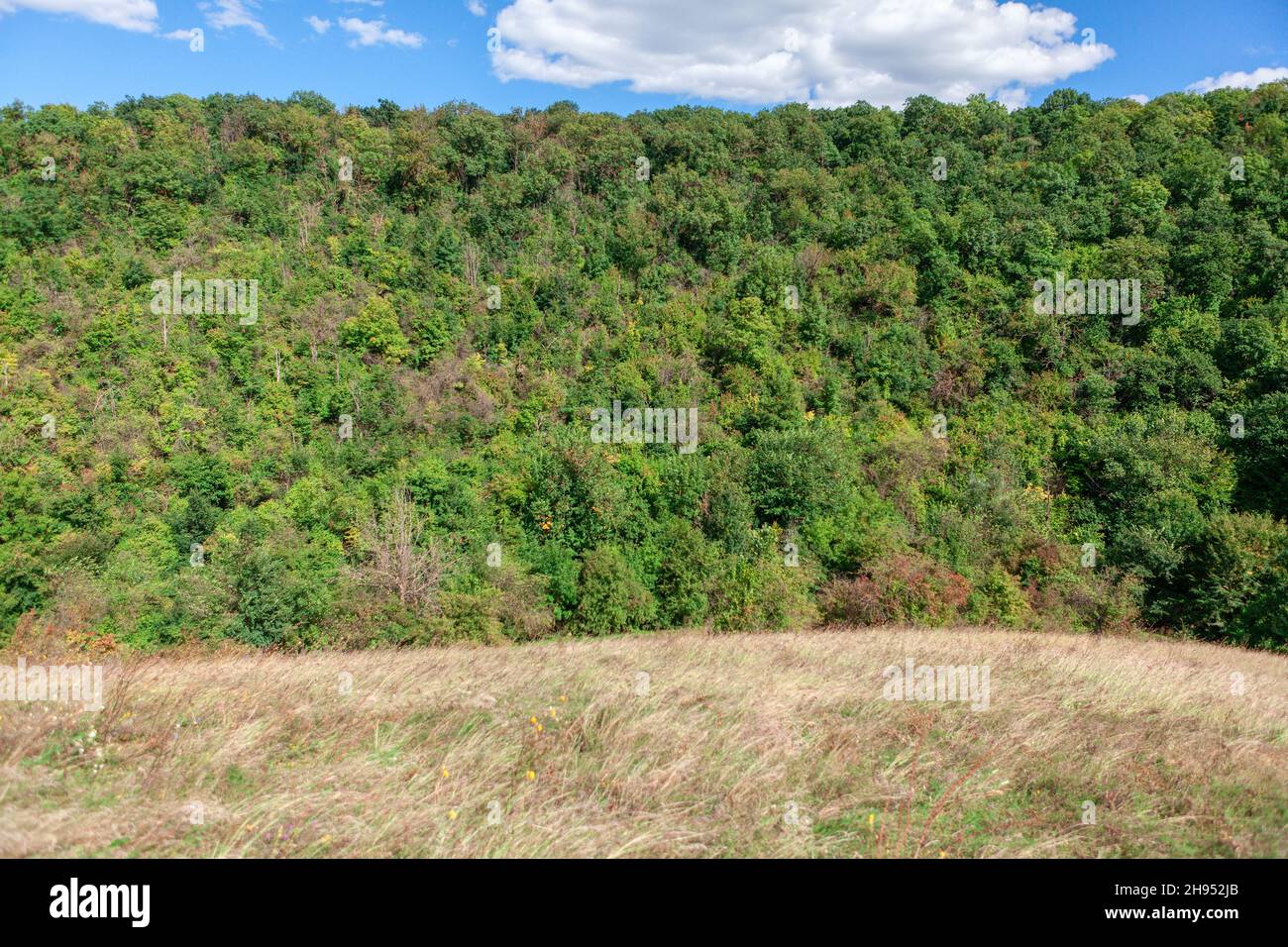 Forest growing on the hill . Green trees in the summer Stock Photo - Alamy