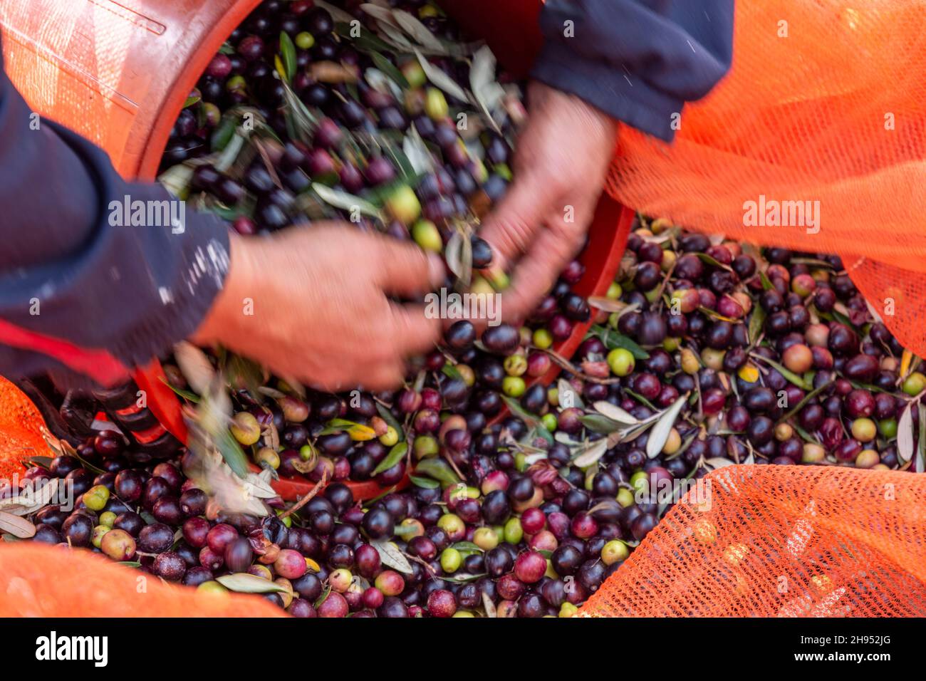 hands that collect and clean the olives during olive harvest with ...