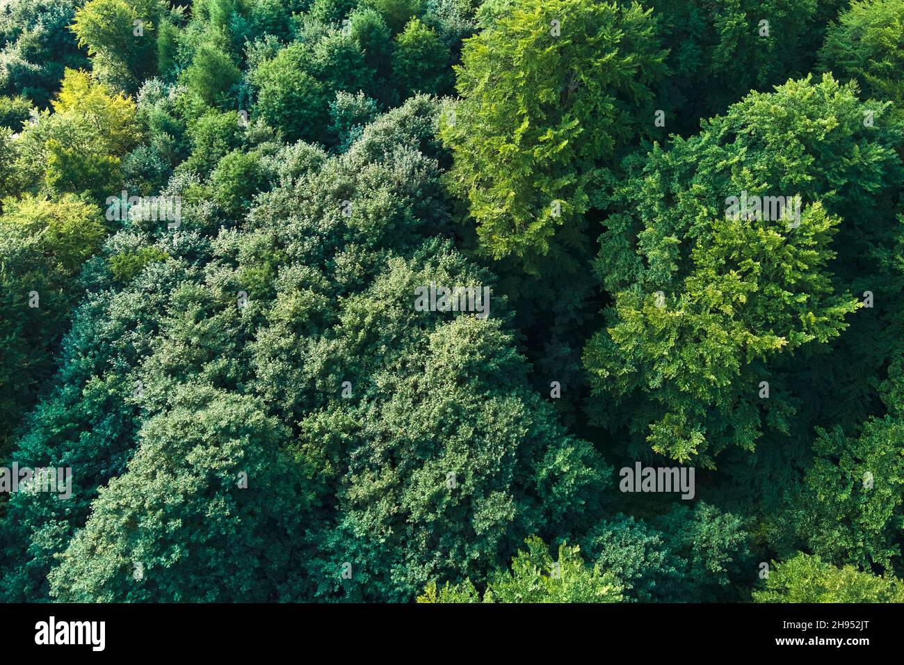 Top down flat aerial view of dark lush forest with green trees canopies ...