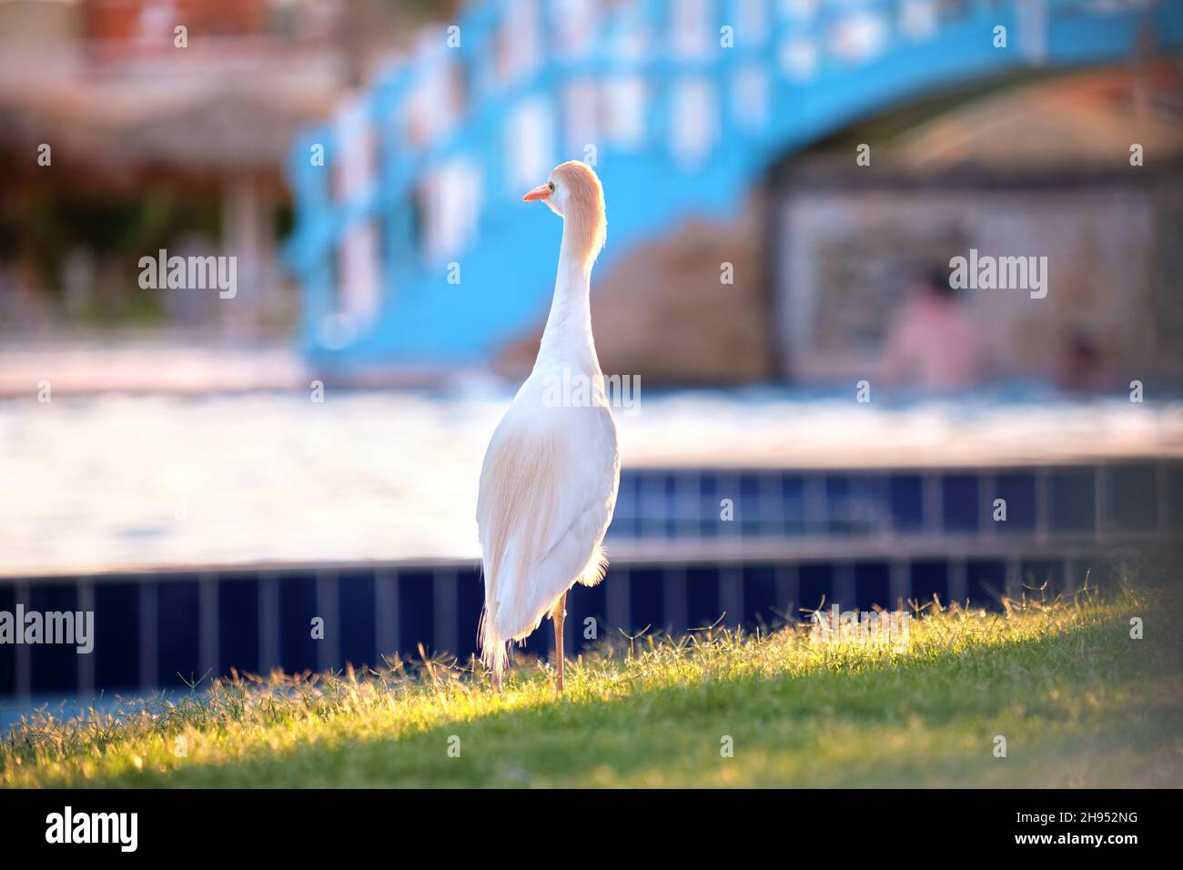 White cattle egret wild bird, also known as Bubulcus ibis walking on ...