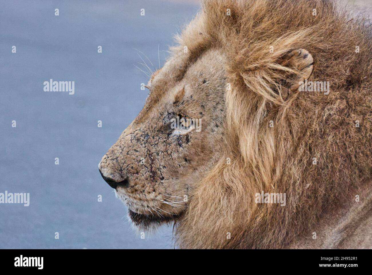 African Lion in its natural habitat in the bush Stock Photo - Alamy