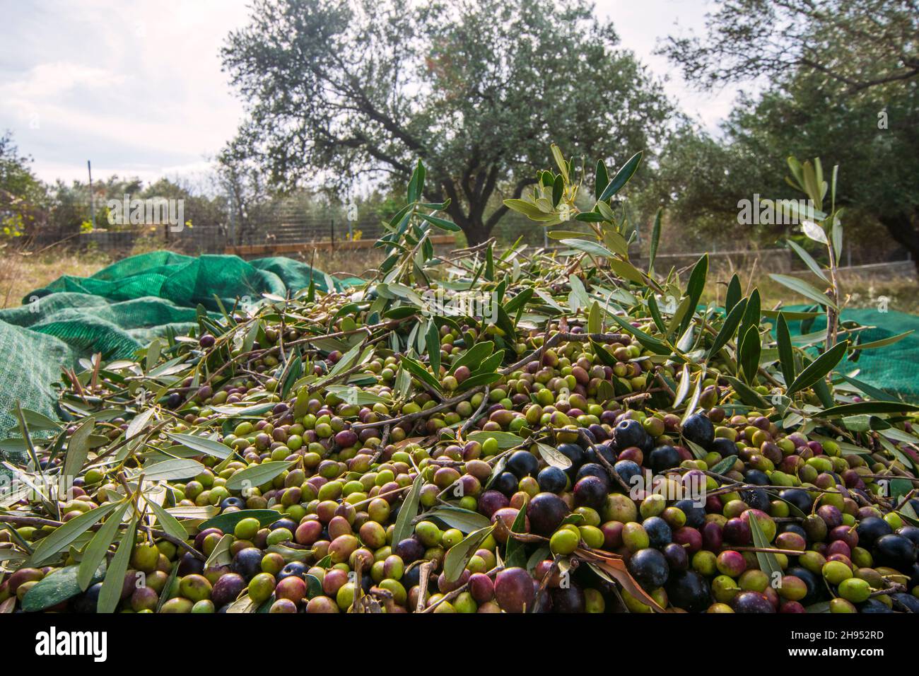 hands that collect and clean the olives during olive harvest with ...