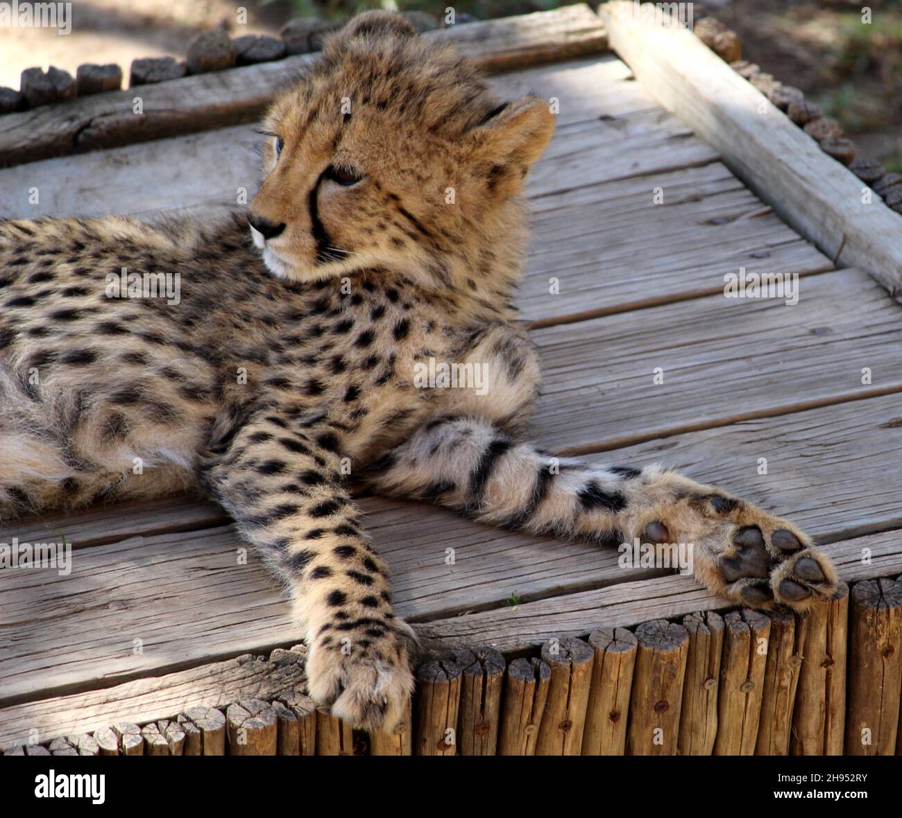 Malar stripes hi-res stock photography and images - Alamy
