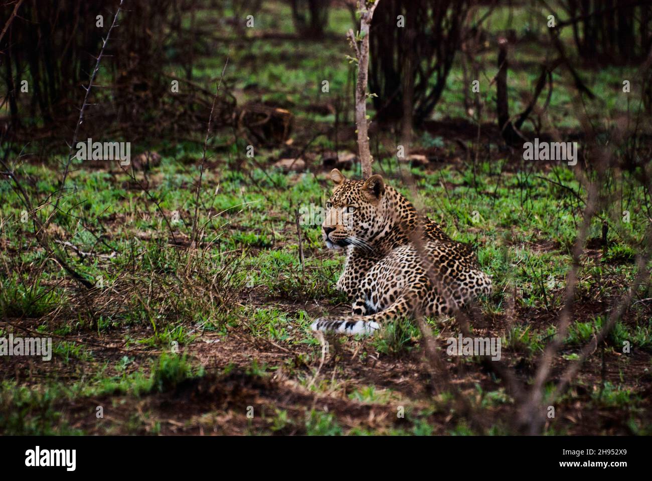 Large male Leopard lying in the african bush Stock Photo - Alamy