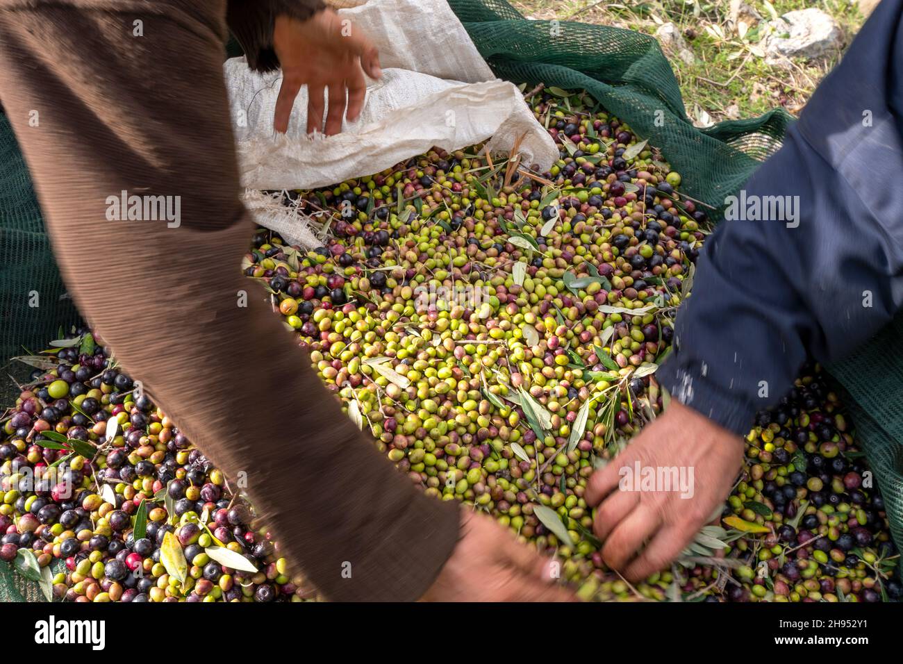 hands that collect and clean the olives during olive harvest with ... hands that collect and clean the olives during olive harvest with ...
