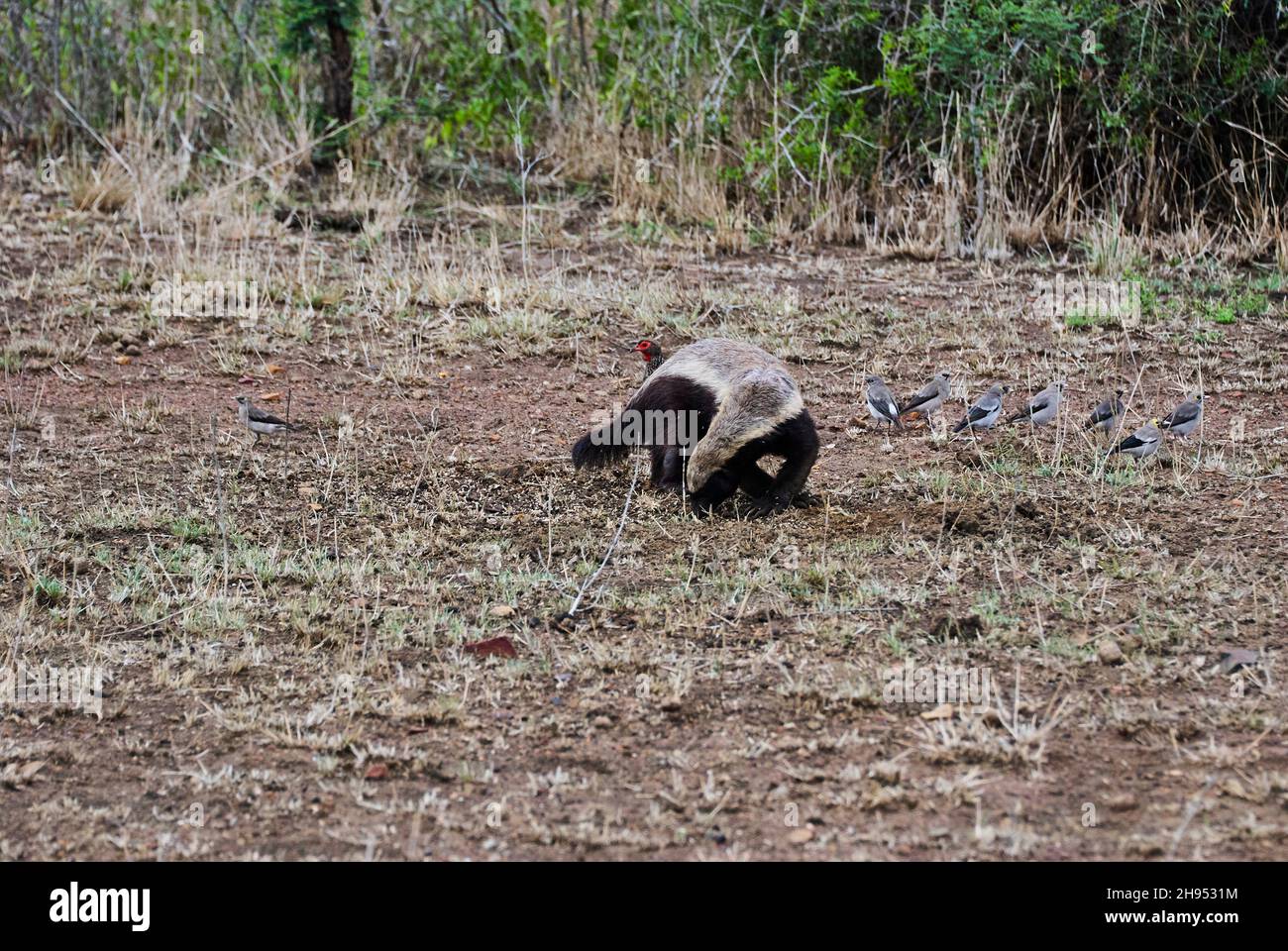 The honey badger, Mellivora capensis, also known as the ratel is a ...