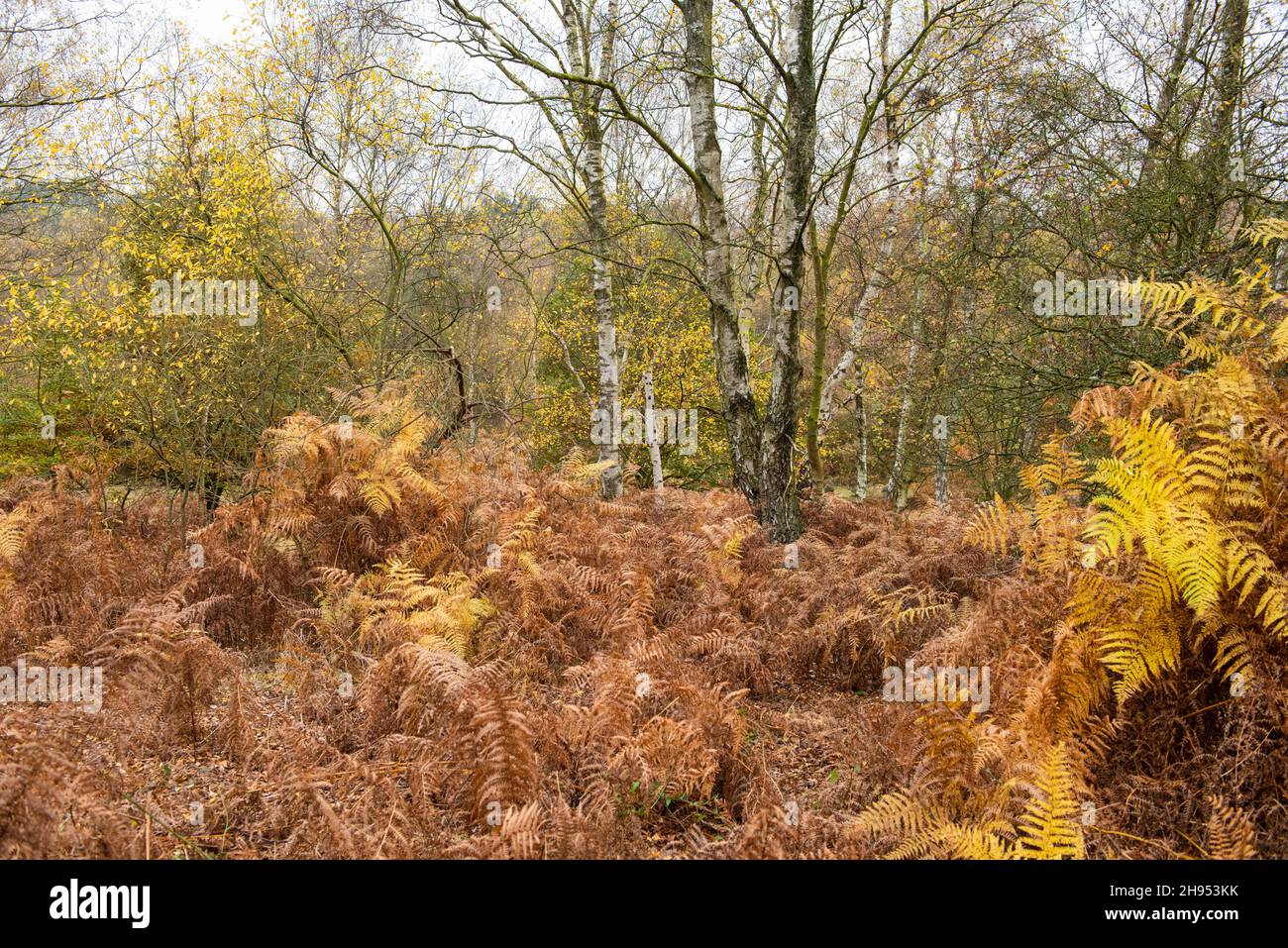 England woods heath heathland east hi-res stock photography and images ...