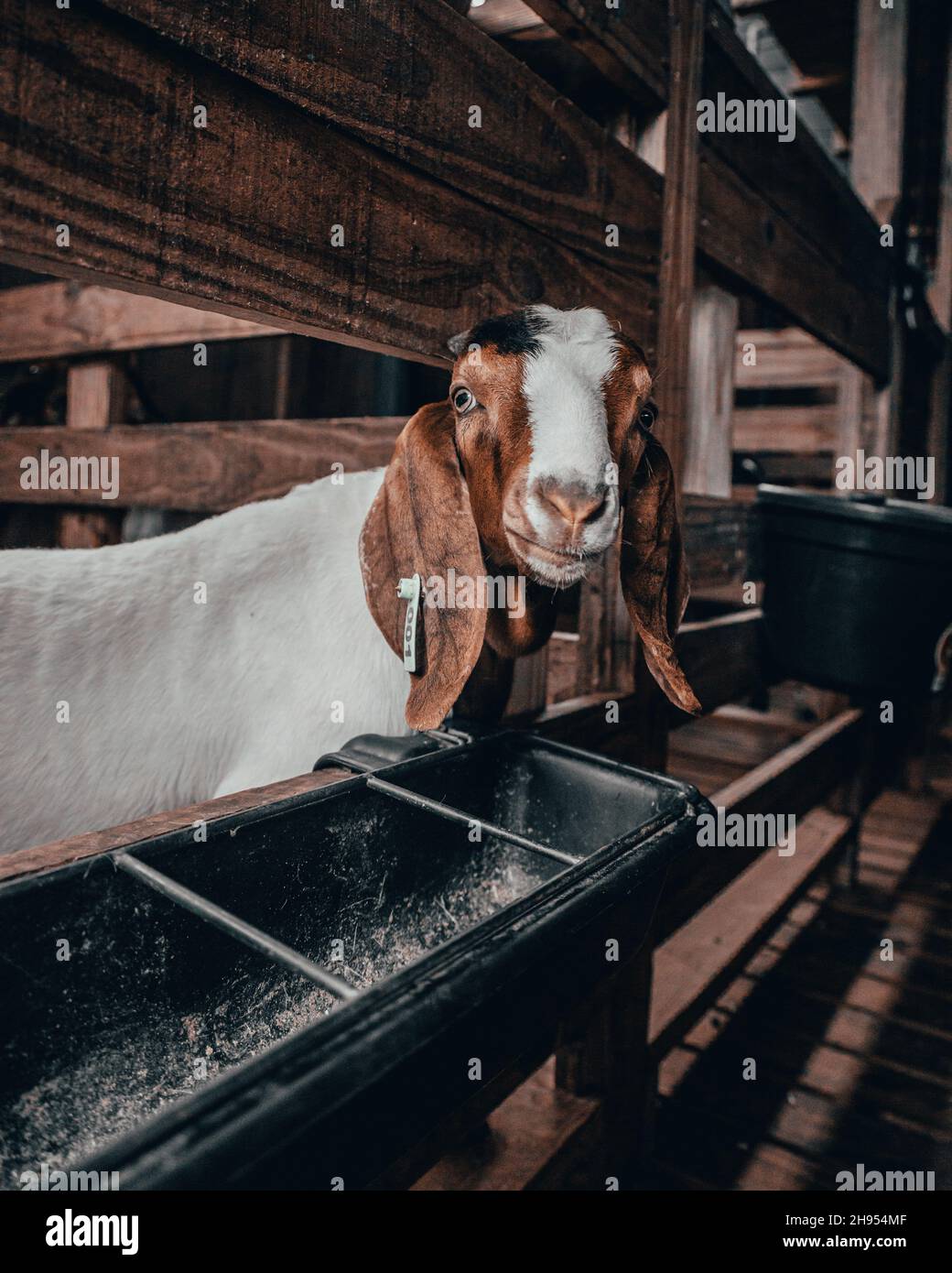 Wooden goat shed hi-res stock photography and images - Alamy