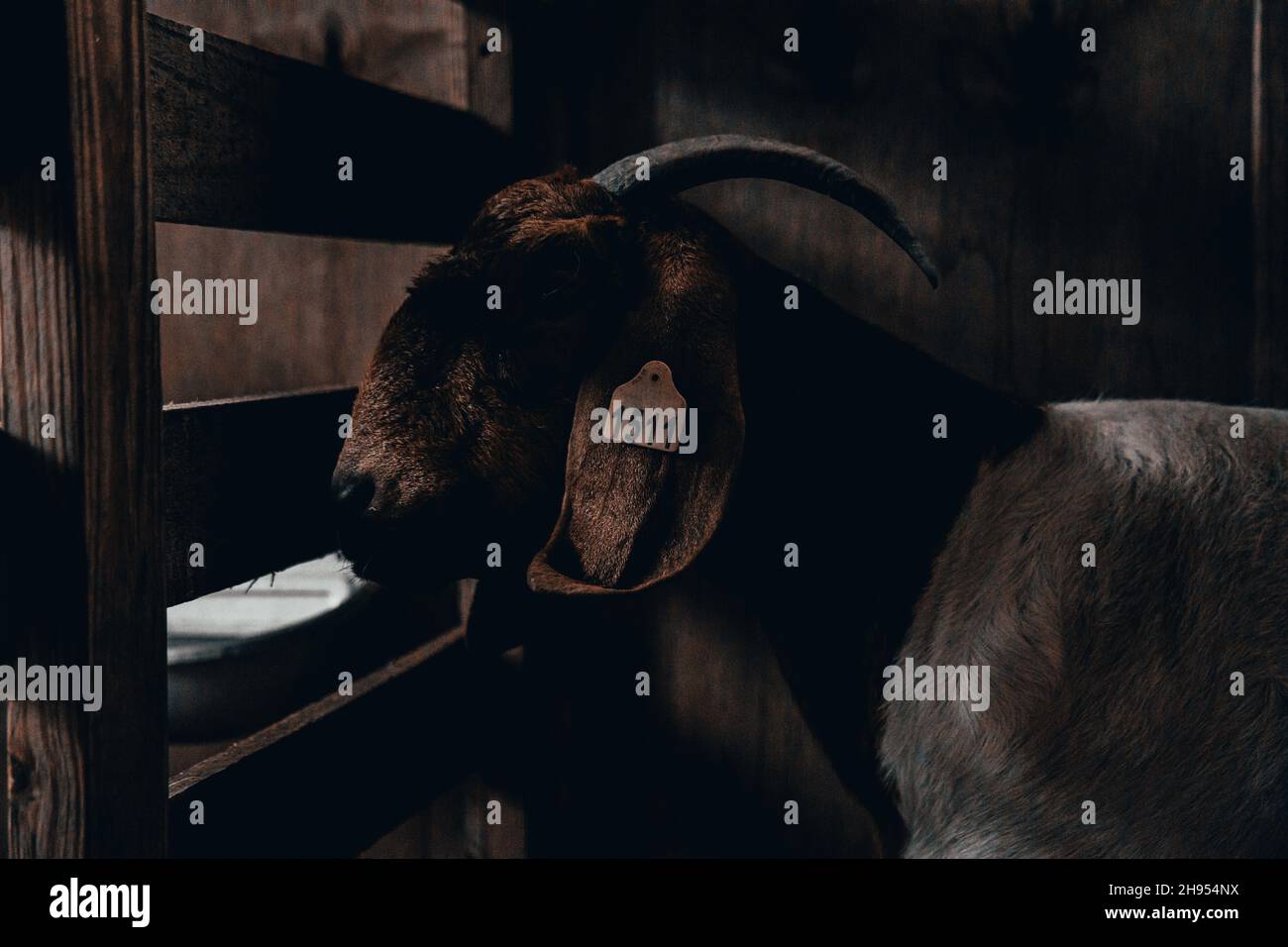 Goat inside the barn Stock Photo - Alamy